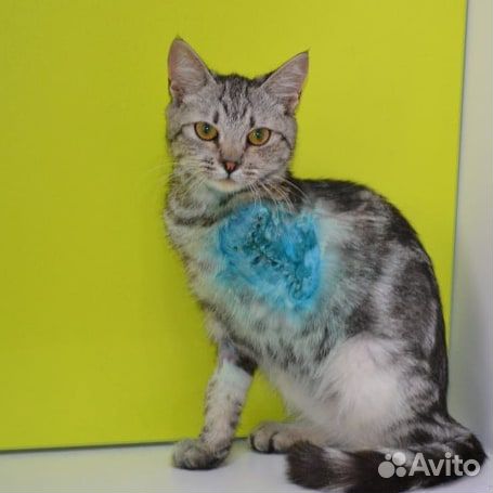 Особенная кошечка ищет дом