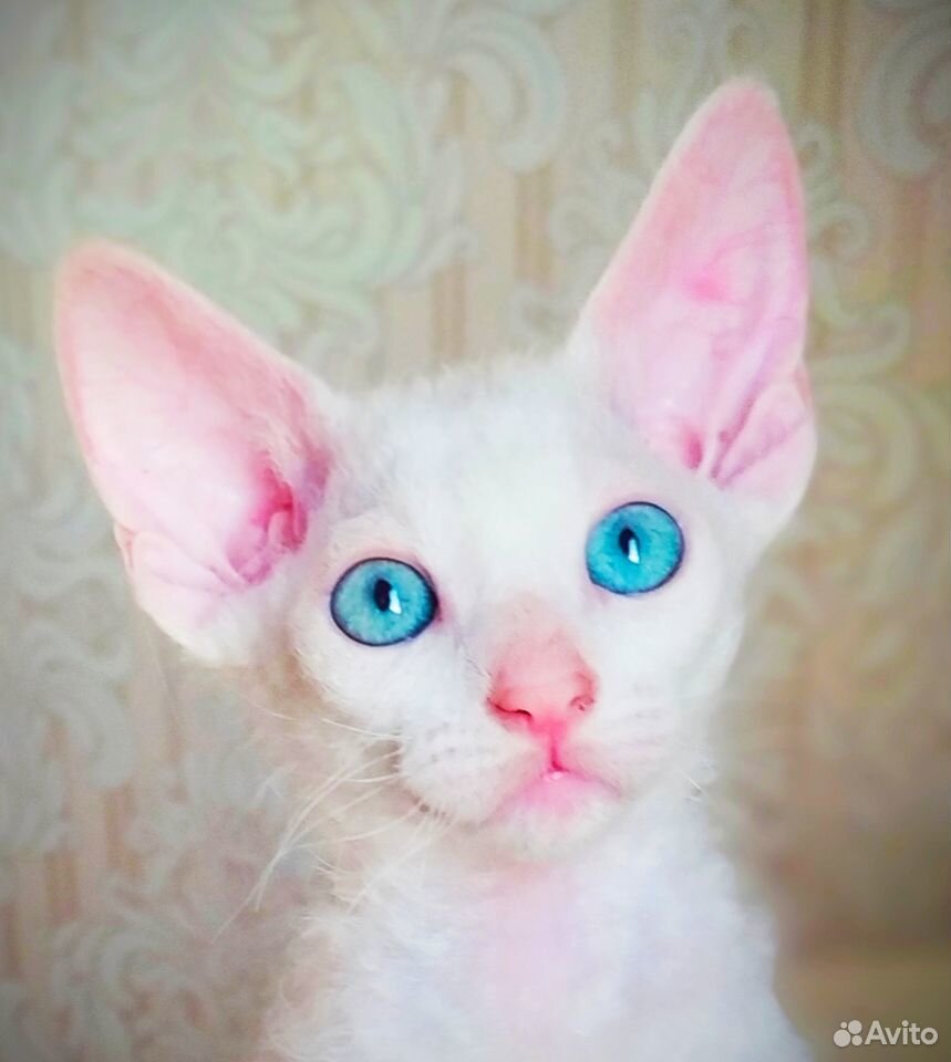 Донской сфинкс