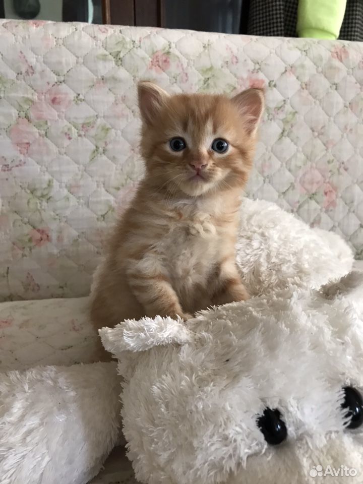 Котики персы
