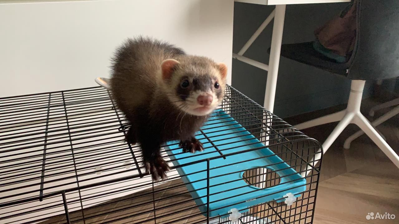 Продам хорька 2,5 мес и клетку