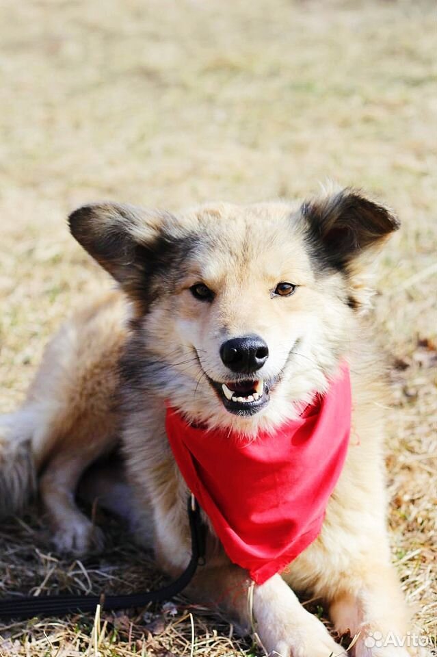 Собака Тони в добрые руки