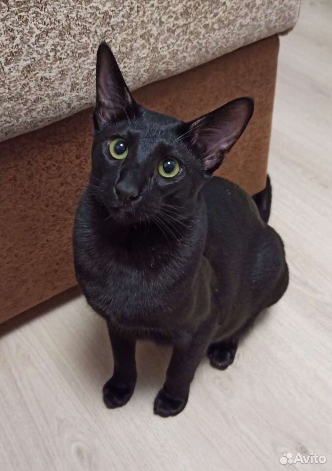 Ориентальная