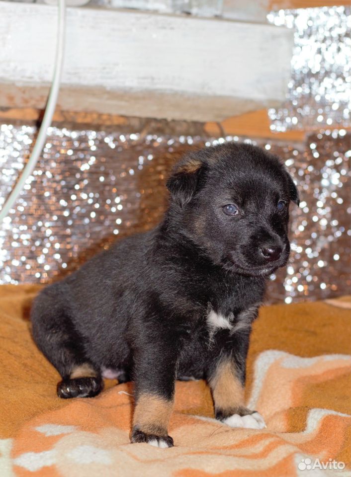 Пацанчик Буш, 1 месяц, бесплатно