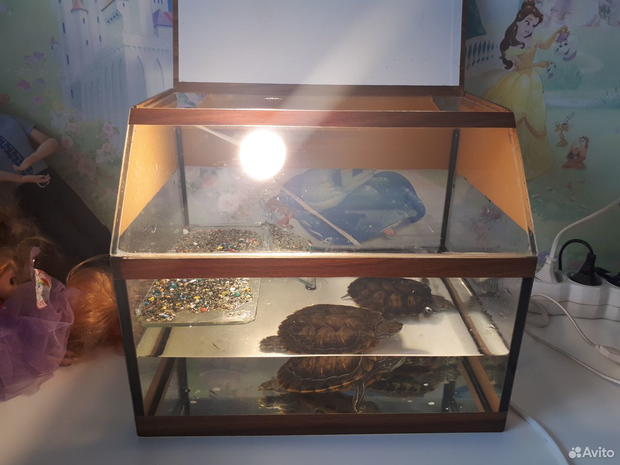 Продаю аквариум с 2 черепахами