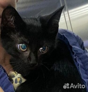 Черный котенок мальчик