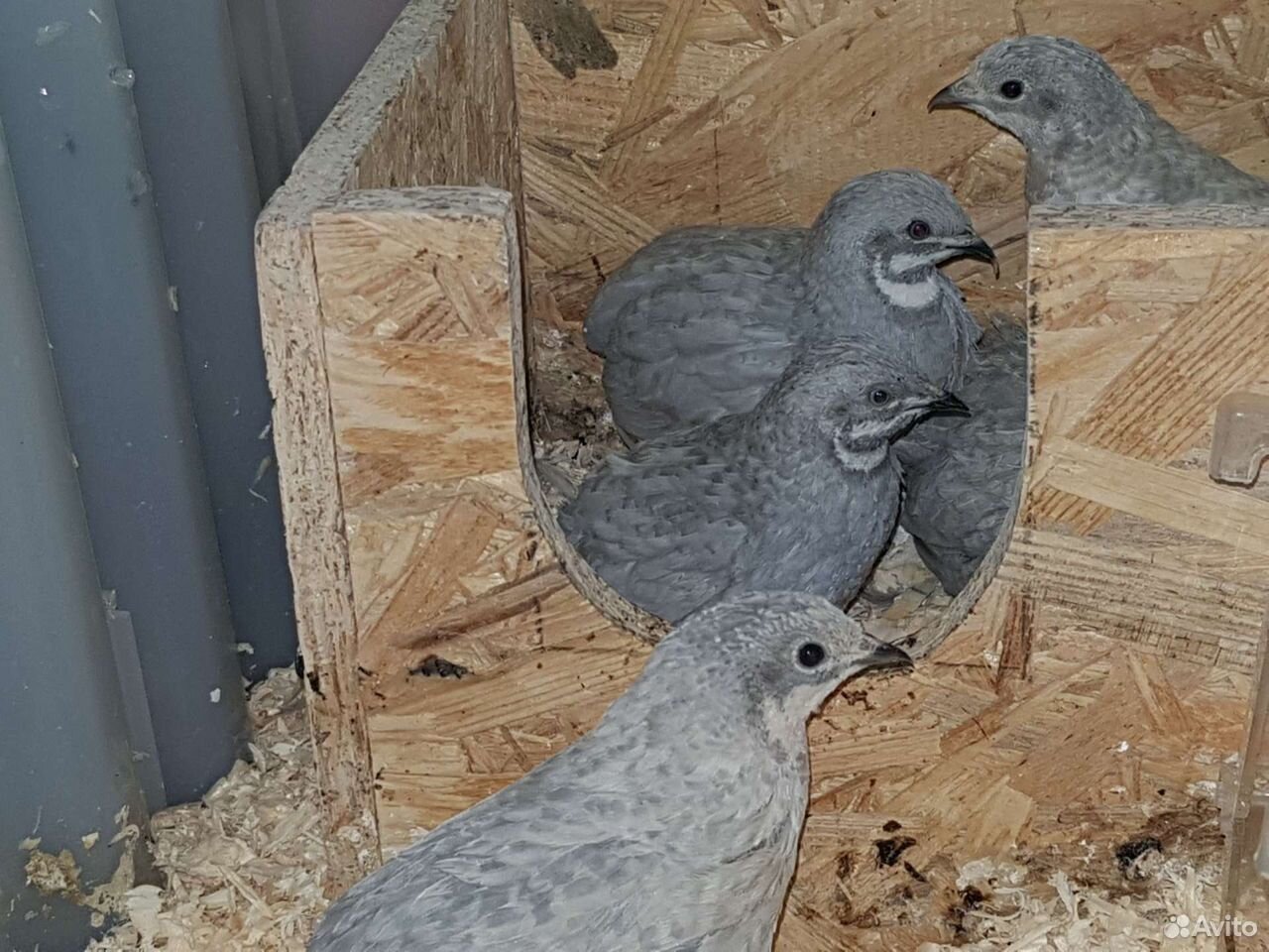 Китайский расписной перепел