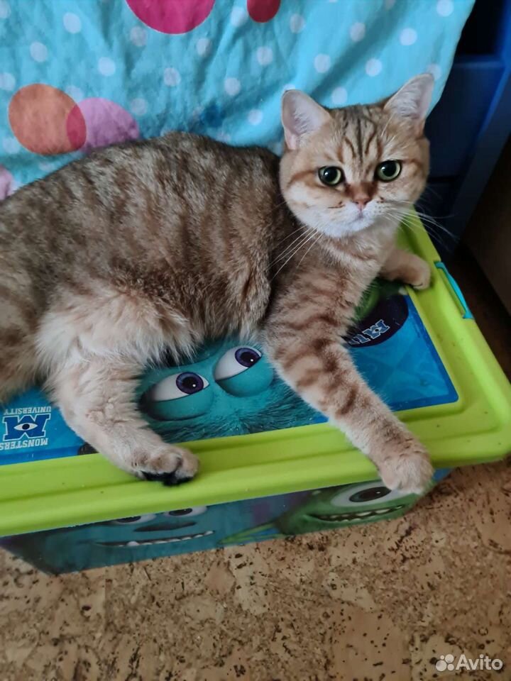 Британская кошка