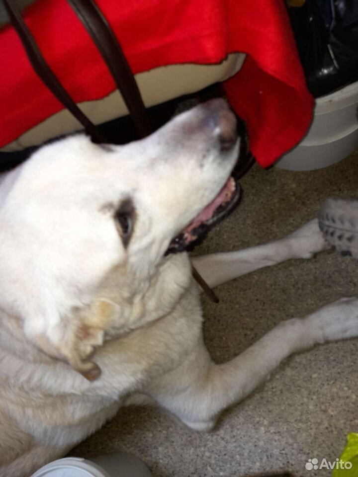 Лабрадор ритривер