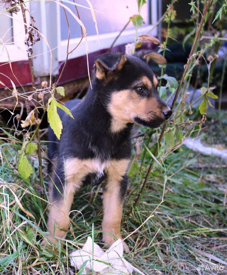 Щенки в добрые руки