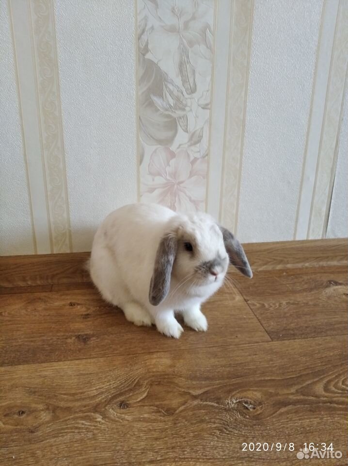 Продам кролика