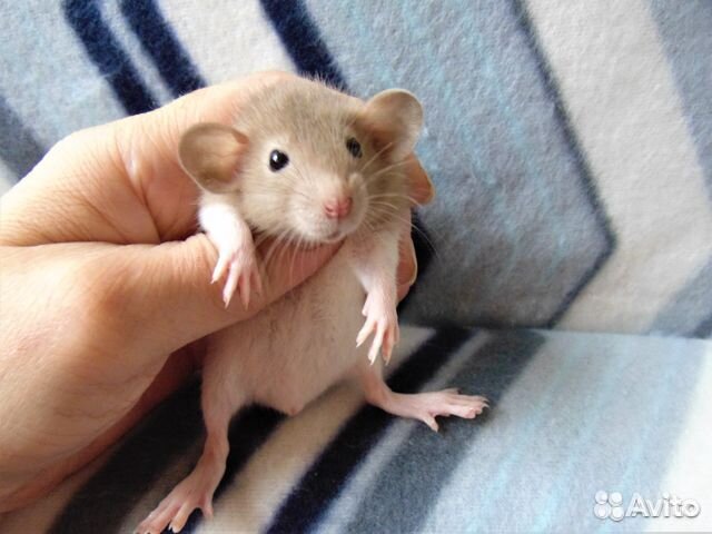 Крысы. крыски - дамбо, микки - маусы, стандарт