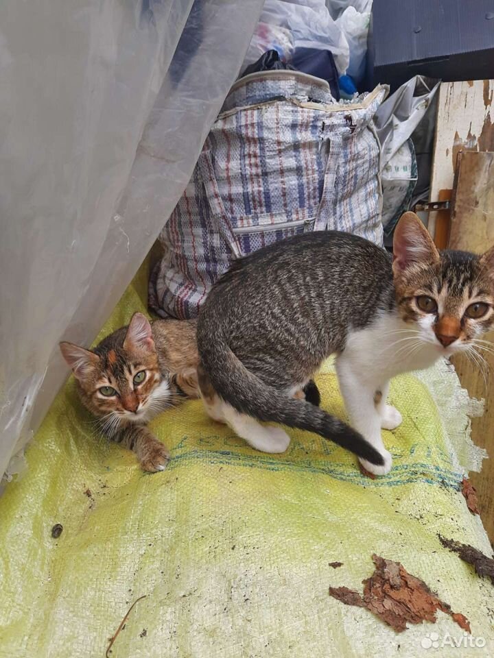 Котята в добрые руки