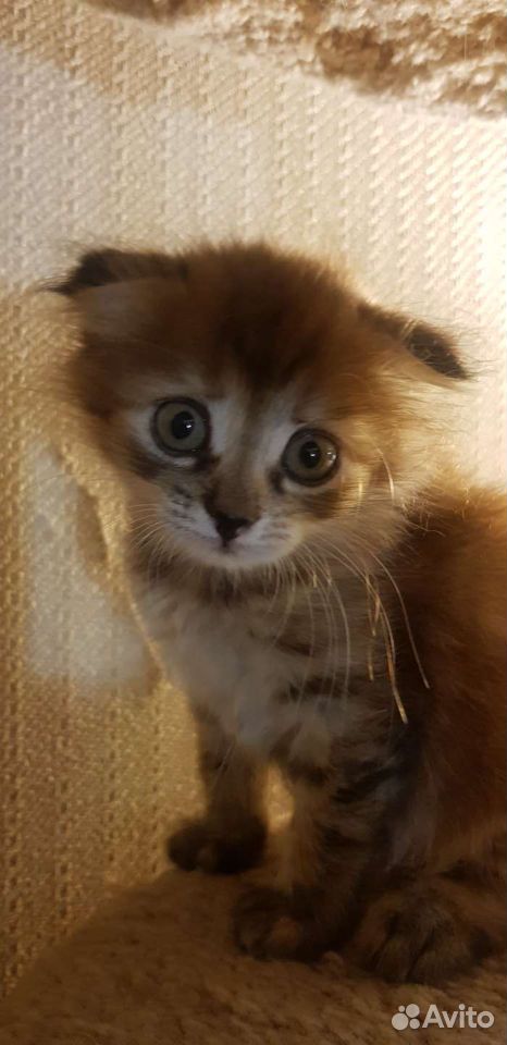 Котенок девочка шотландская 1,5мес