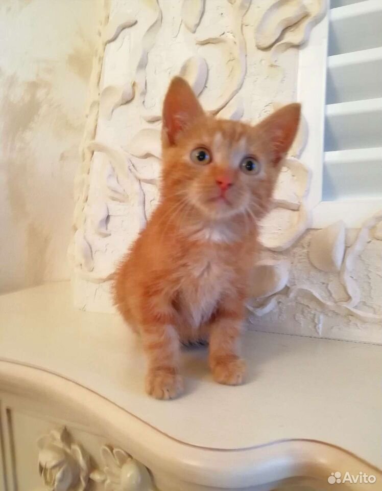 Малыш ищет дом