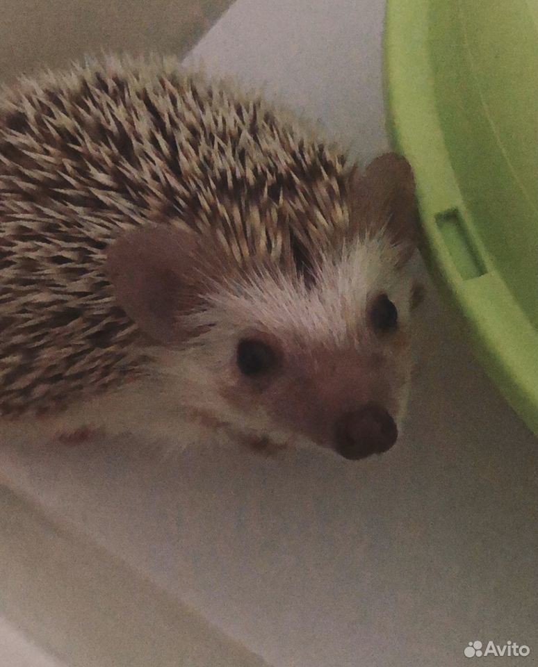 Вязка африканского ежа