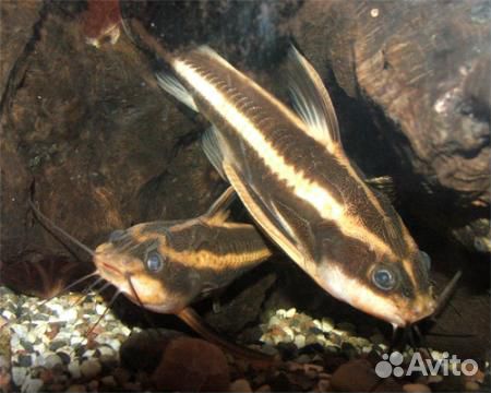 Сом платидорас