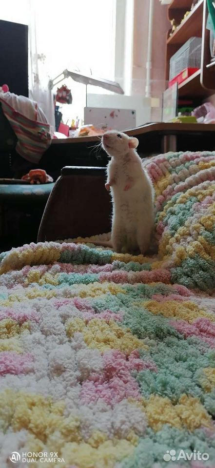 Крыс дабл рекс