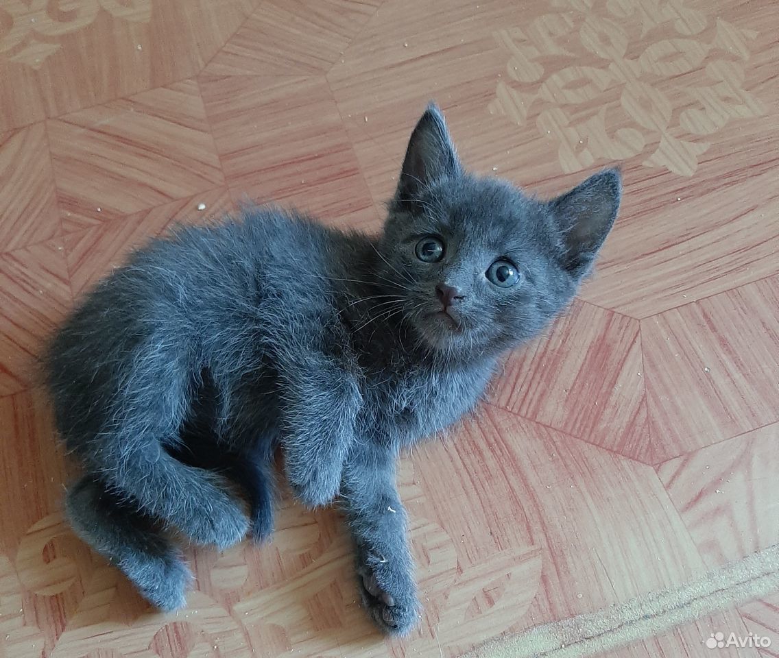 Красивые котятки - в добрые ручки