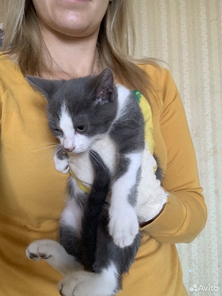 Котёнок в добрые руки, 2 месяца
