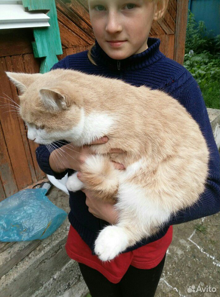 Найден шикарный кот