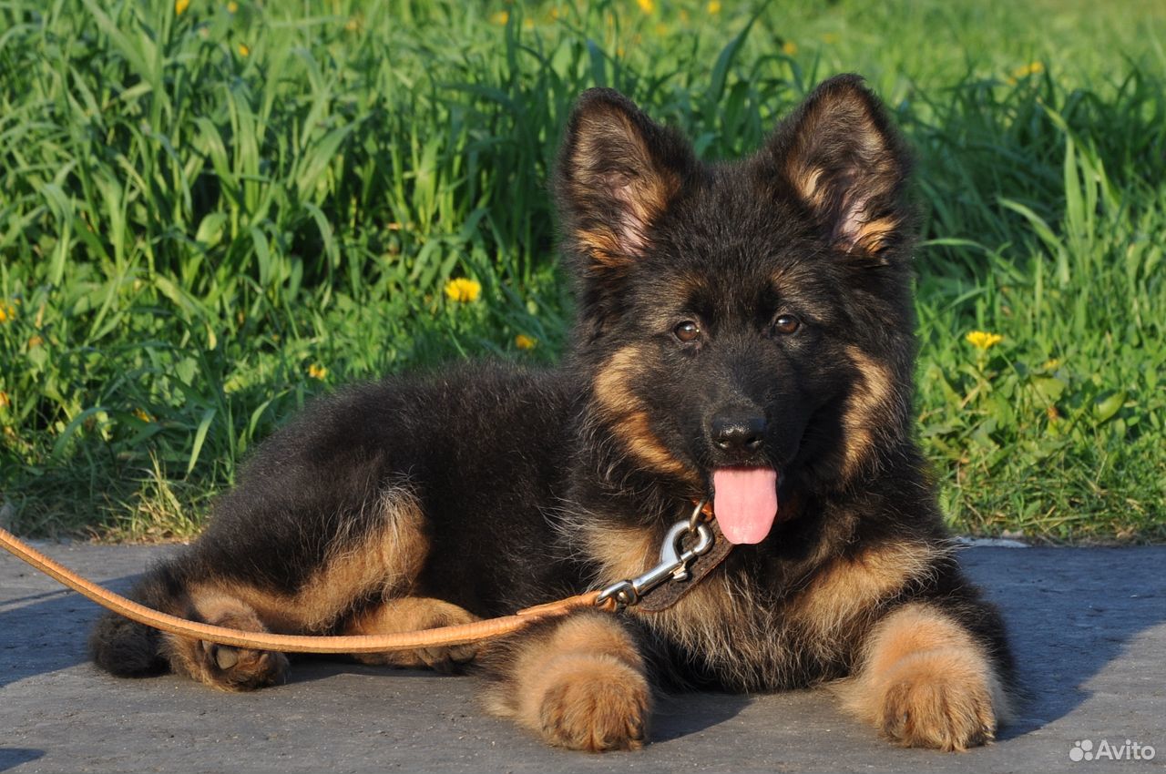 Пампушка длинношерстная