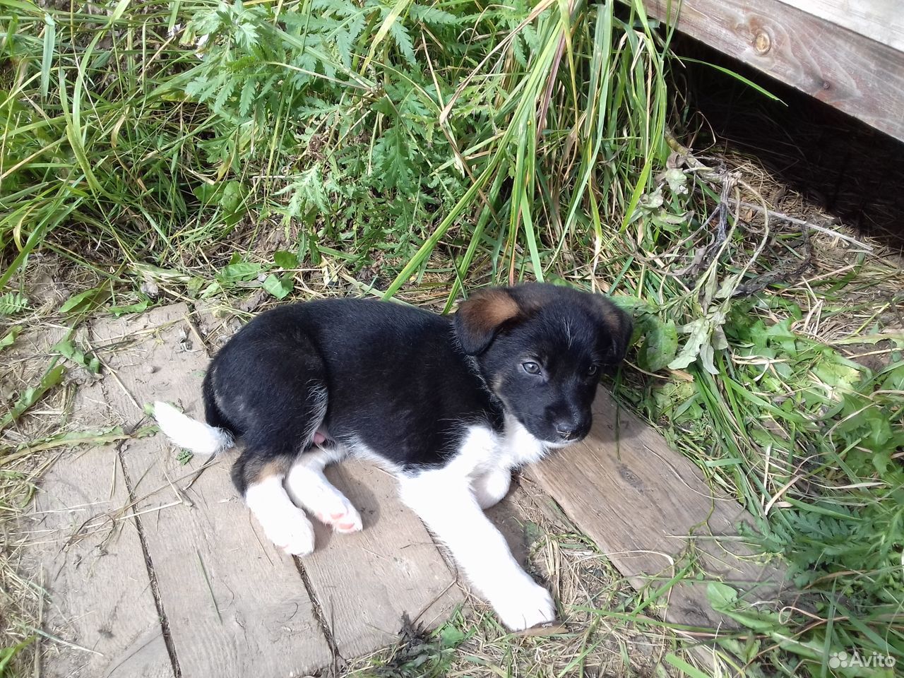 Щенок-мальчуган Рэй, 2 месяца, бесплатно