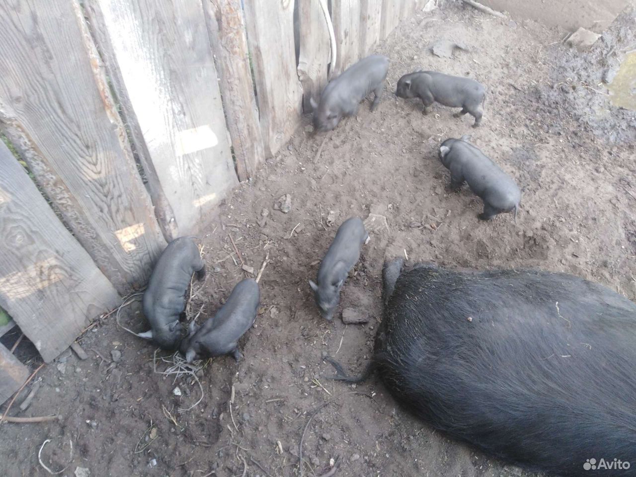 Вьетнамск вислобрюхий поросенок