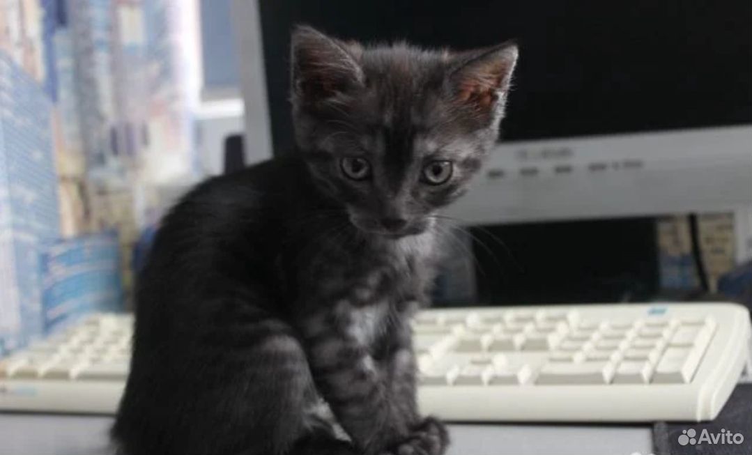 Котенок-мальчик в добрые руки