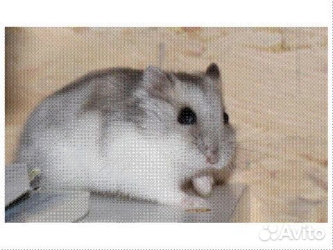 Милые зверюшки-хомячки