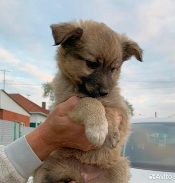 Бонечка ищет дом