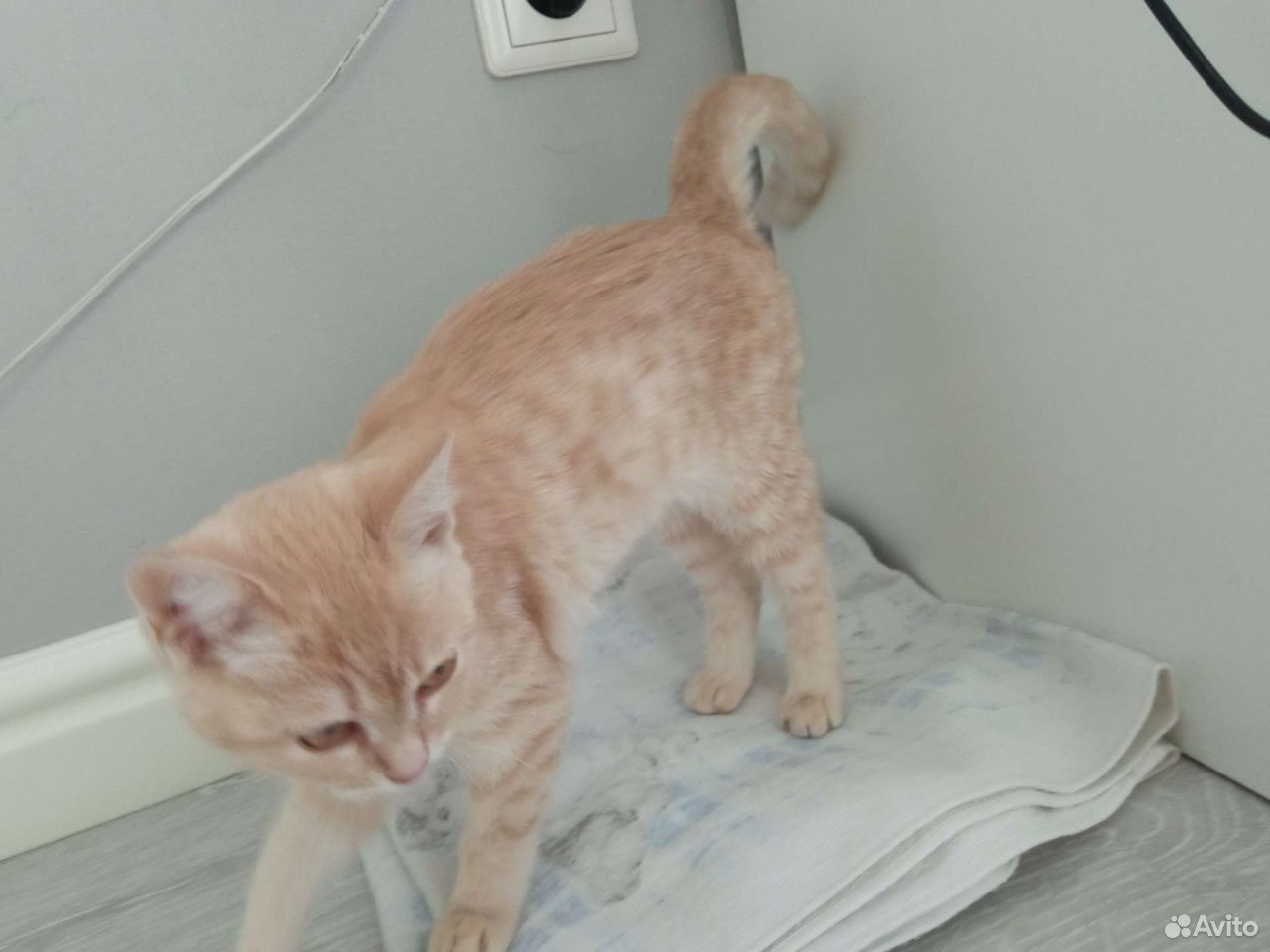 Котëнок