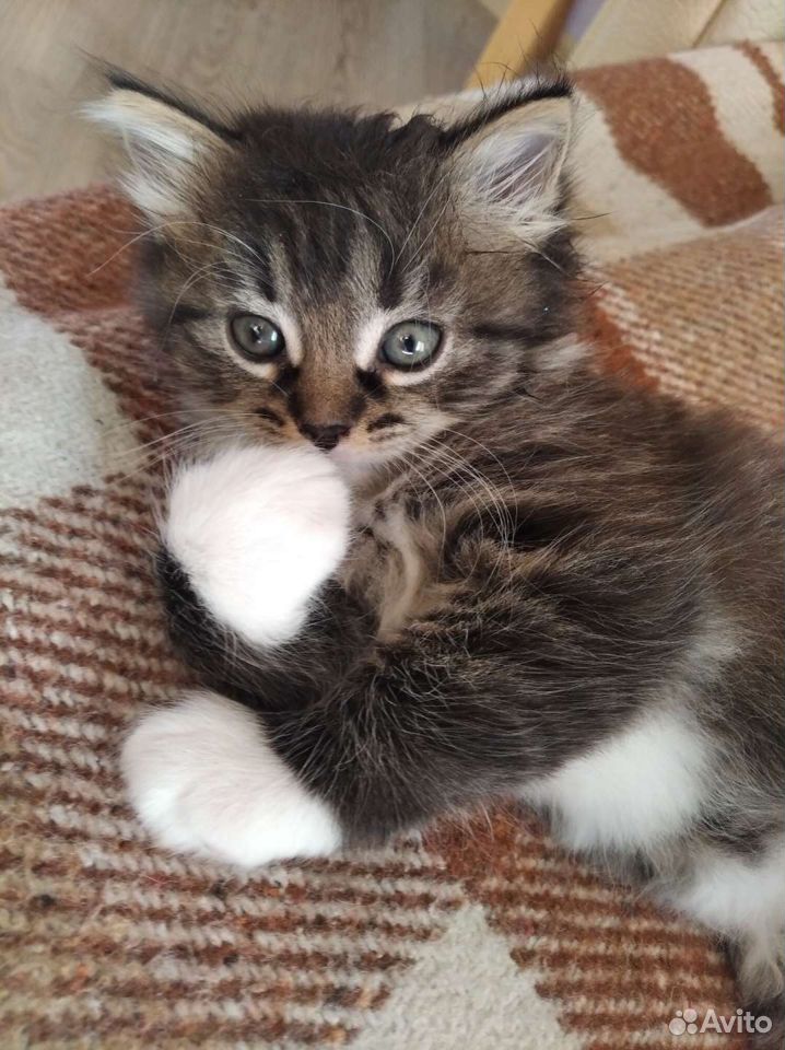 Котенок Бусина