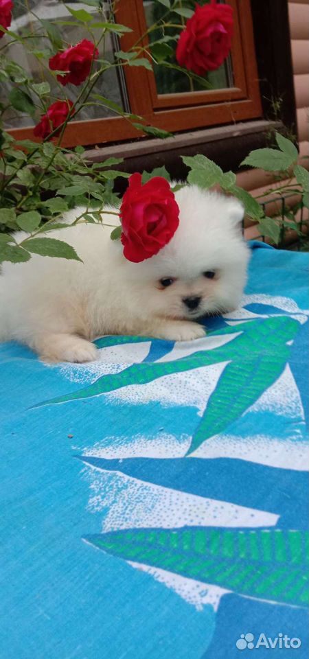 Шпиц померанскиц