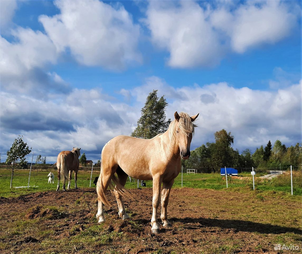Белорусский упряжной жеребец соловой масти