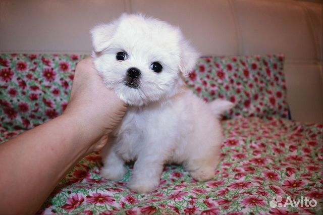 Миниатюрный кукольный мальчик мальтезе 2 мес