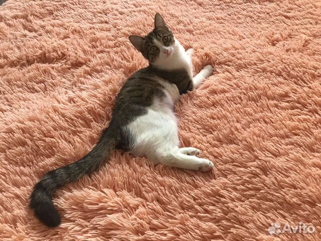 Котенок с хвостом, как у обезьянки