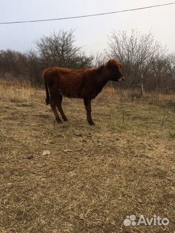 Телка 11 месяцев