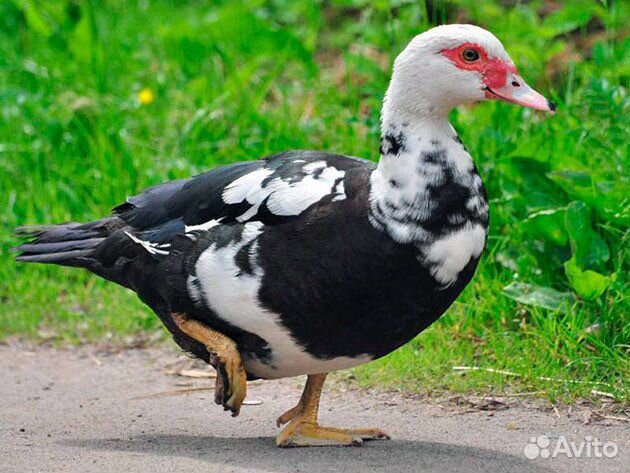 Утки и индоутки