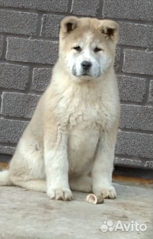 Белоснежка