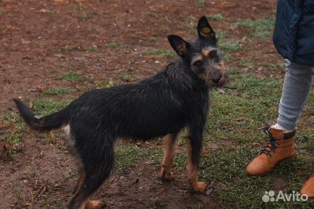 Терьеристая девочка