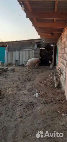 Хряк племенной