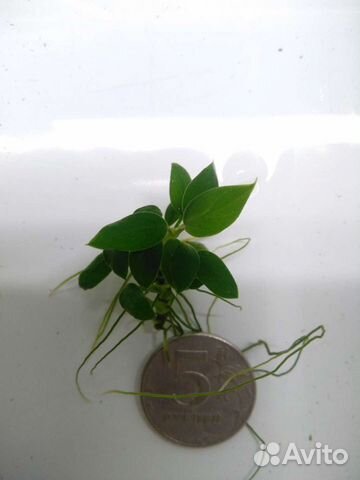 Анубиас нана Панголино (Anubias barteri var. nana