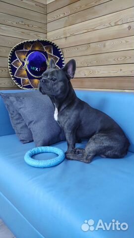 Вязка кабель французский бульдог