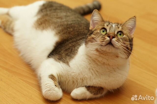 Любава ищет дом