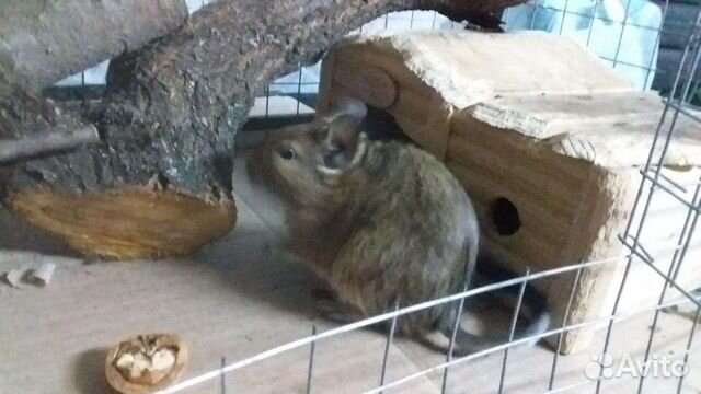 Семья белок