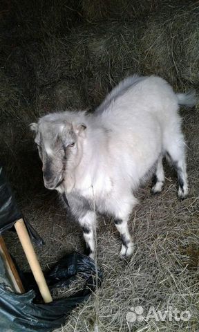 Породистые племенные козлы ламанча