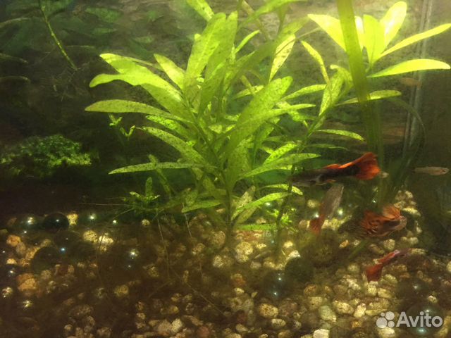 Рыбки гуппи подростки