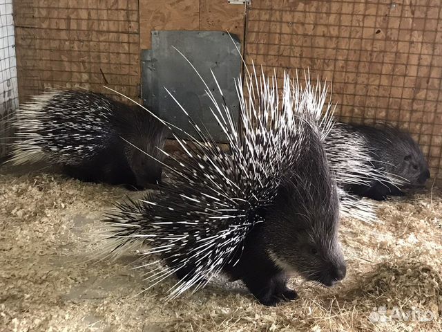 Дикобразы