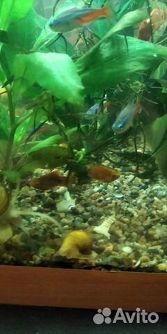 Рыбки пецилии