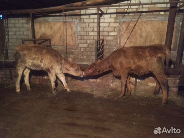 Продаются две телочки (2 и 3 месяца)